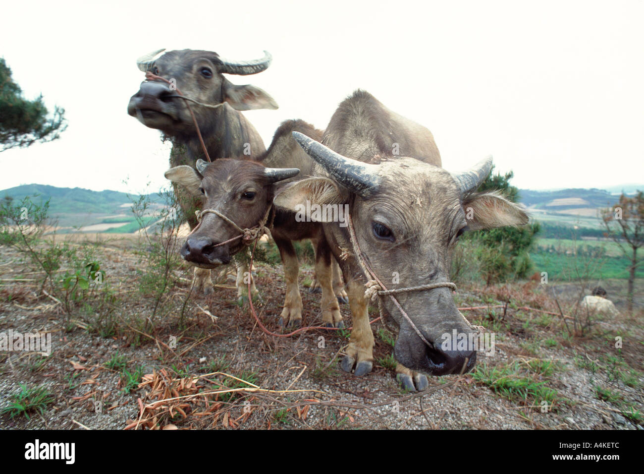 Developing countries farms hi-res stock photography and images - Alamy