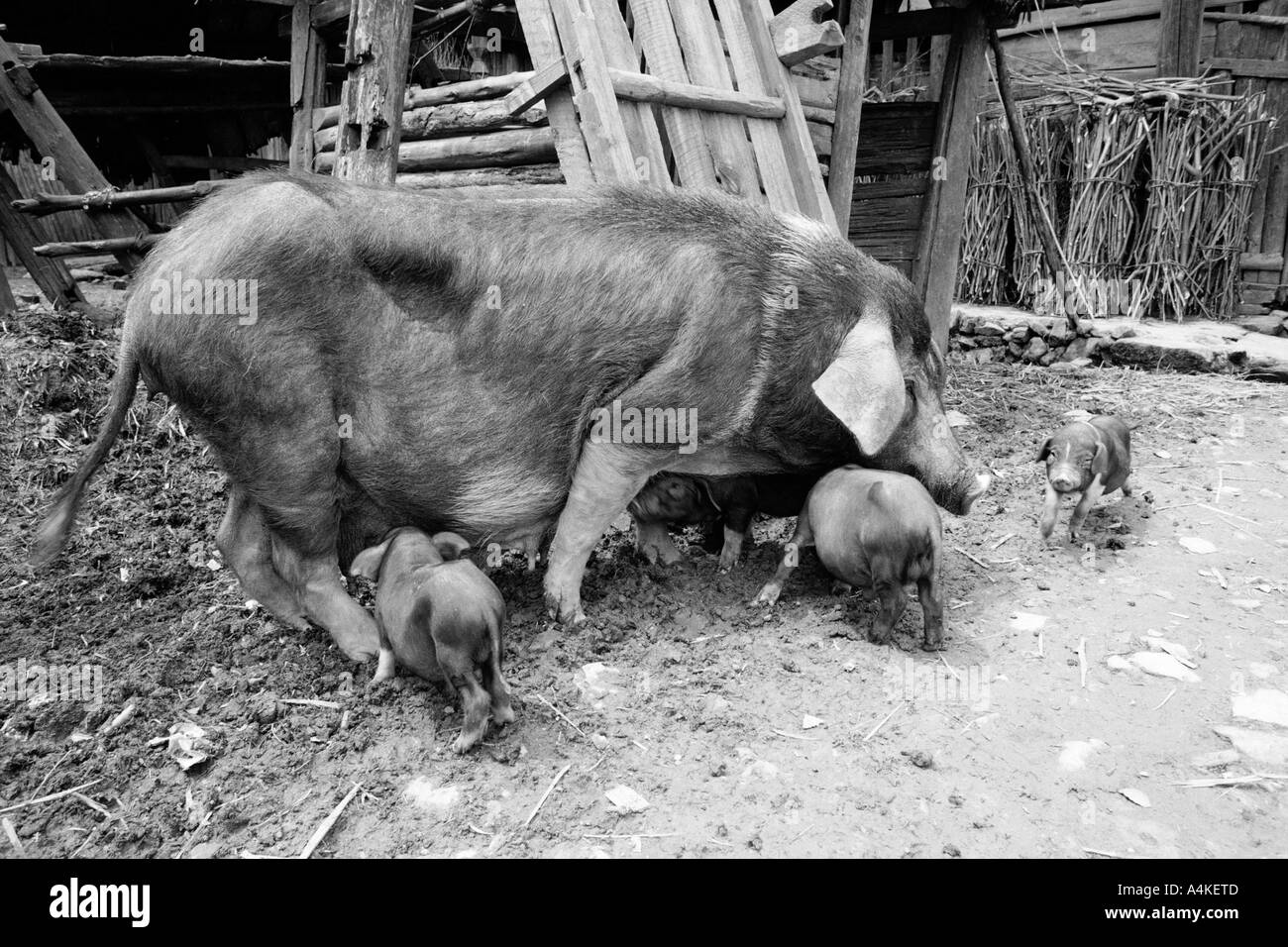 Sow breeding Black and White Stock Photos & Images - Alamy