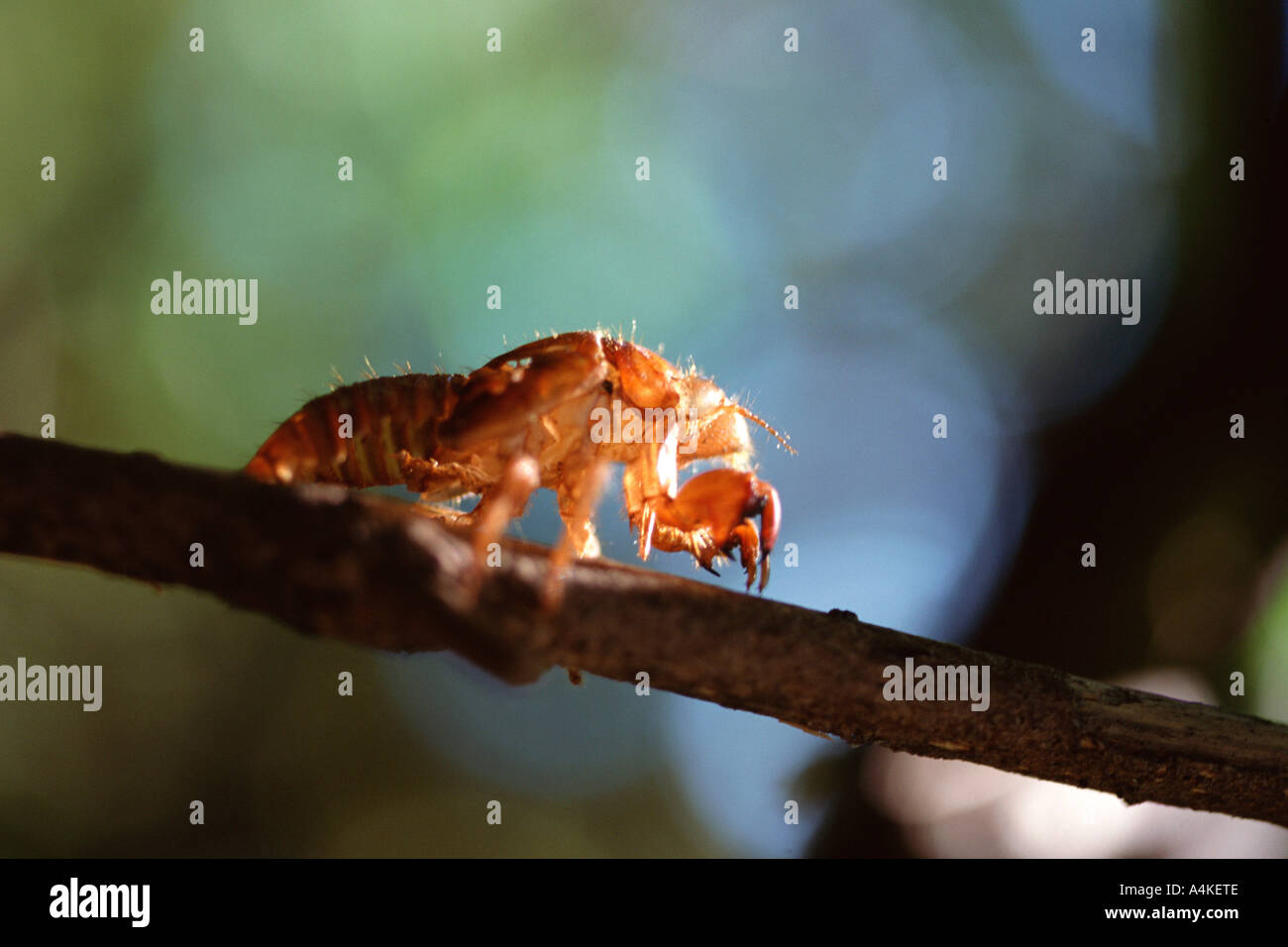 Chrysalis cicada hi-res stock photography and images - Alamy