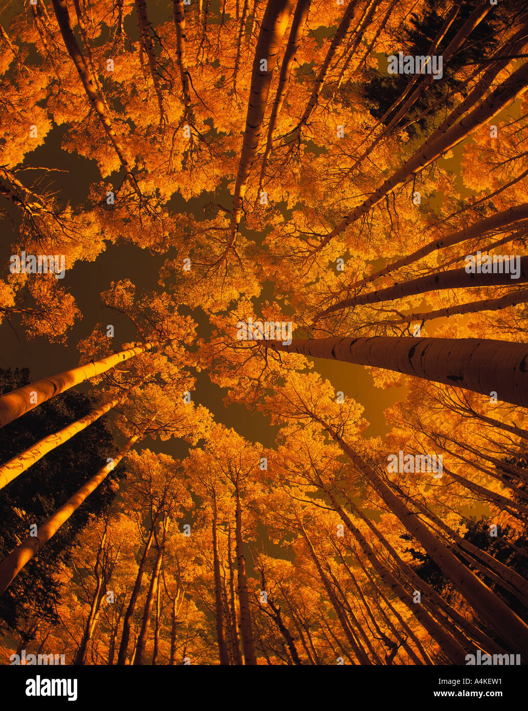 Aspen tree tops hi-res stock photography and images - Alamy