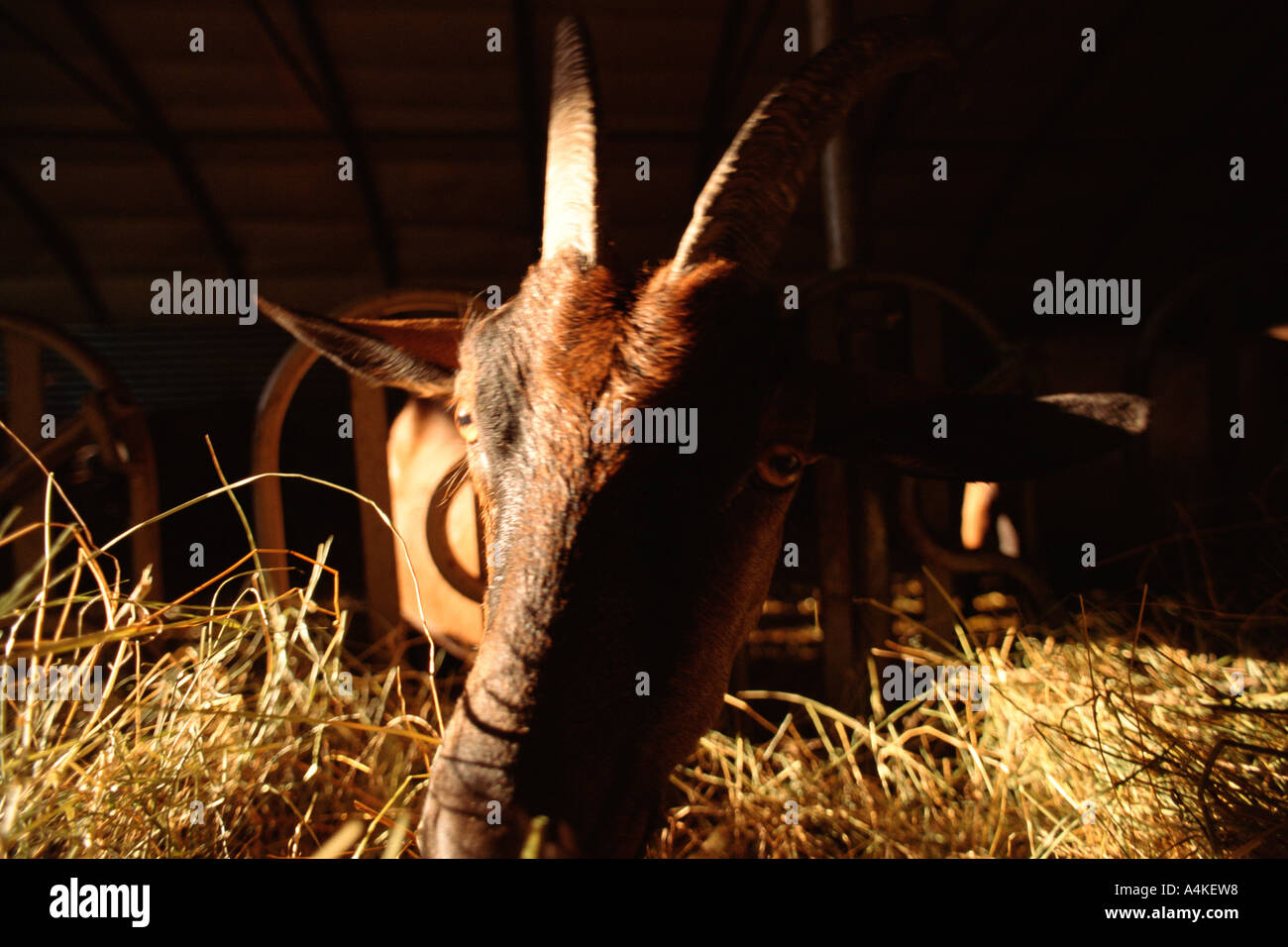 Goat in barn Stock Photo - Alamy