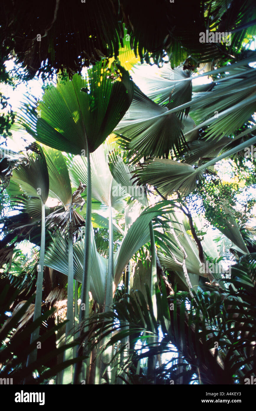 Seychelles, Praslin island, nature reserve Stock Photo - Alamy