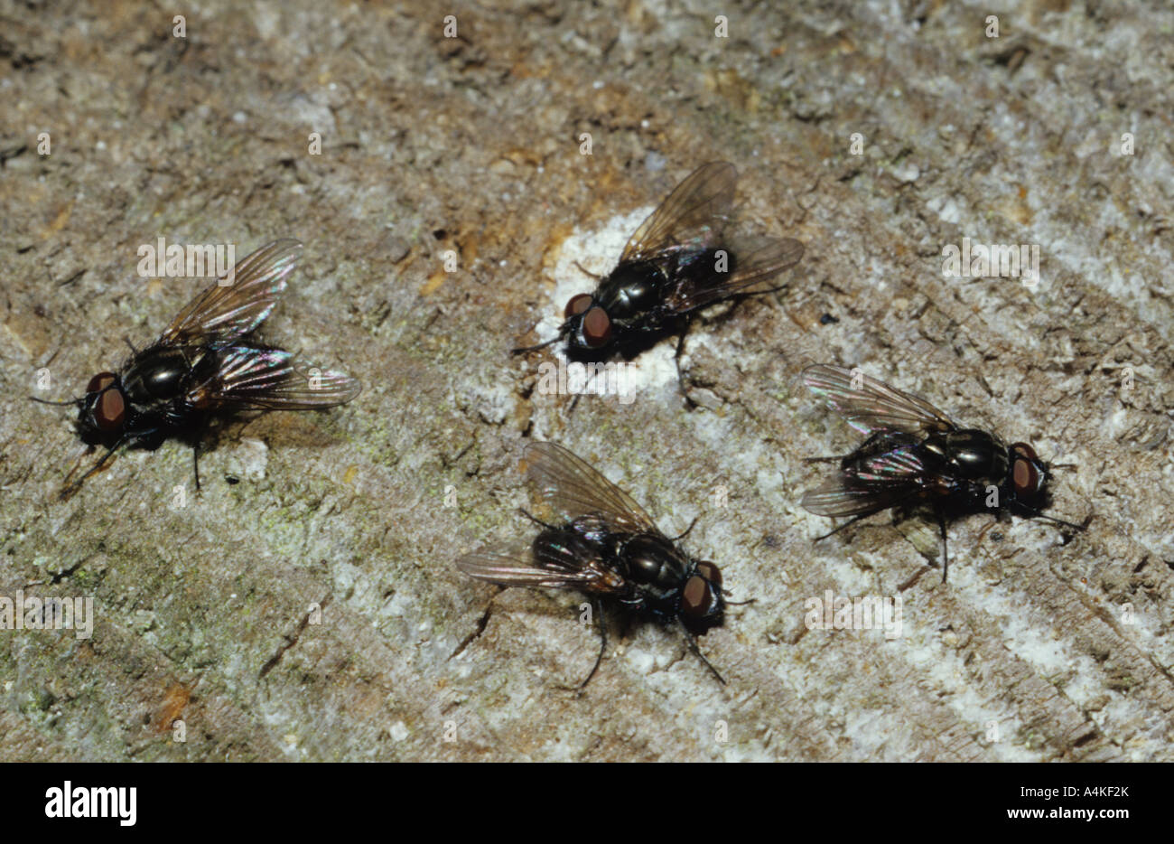 Flies On Bark in the uk Stock Photo - Alamy