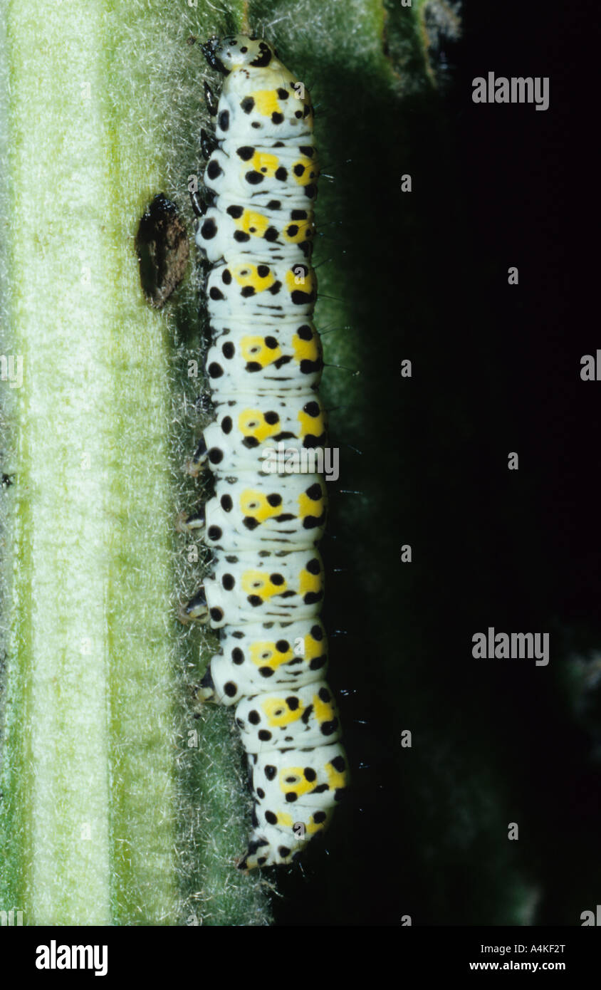 Mullein Moth Caterpillar on Mullein Plant (Cucullia verbasci) in the uk ...