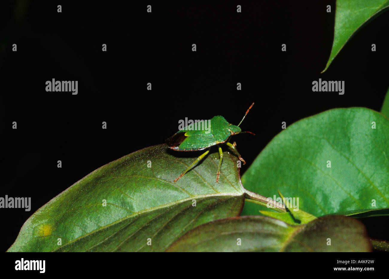 Common Green Shield Bug (Palomena prasina) in the uk Stock Photo - Alamy