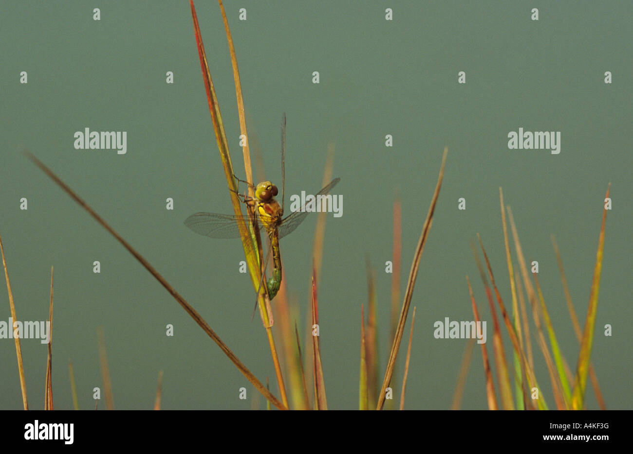 Common sympetrum Emerging (Sympetrum striolatum) in the uk Stock Photo ...
