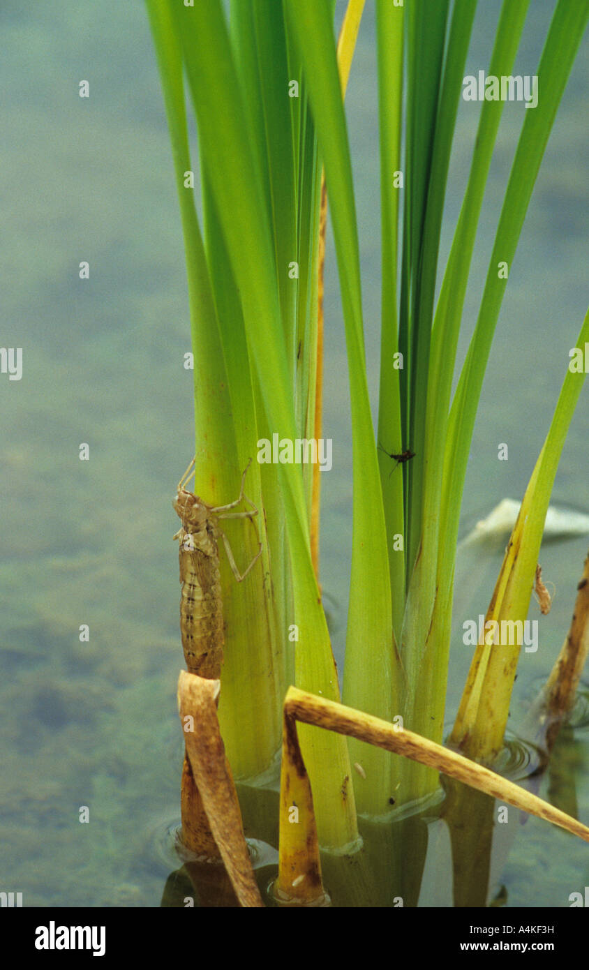 Empty nymph shell hi-res stock photography and images - Alamy