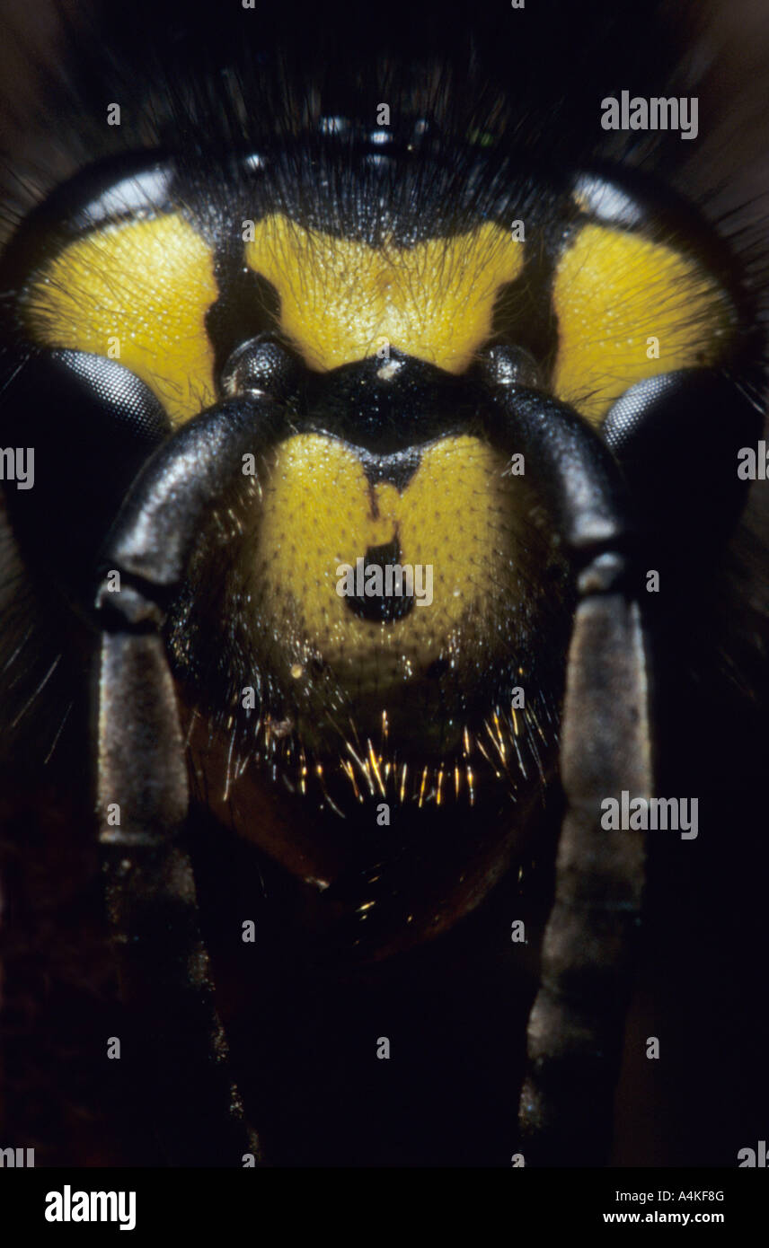 Close Up Portrait Of Common Wasp (Vespula vulgaris) in the uk Stock ...
