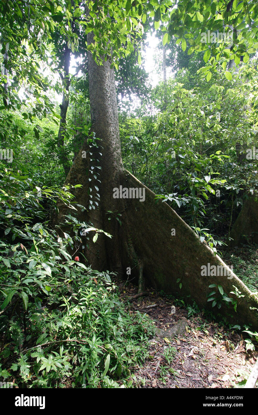 root of tree Malaysia Borneo Stock Photo - Alamy