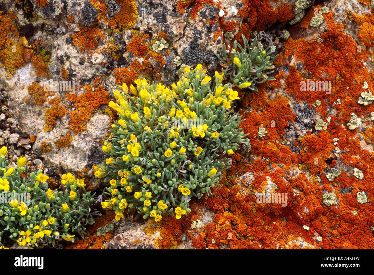 Lichen close up detail Stock Photo - Alamy
