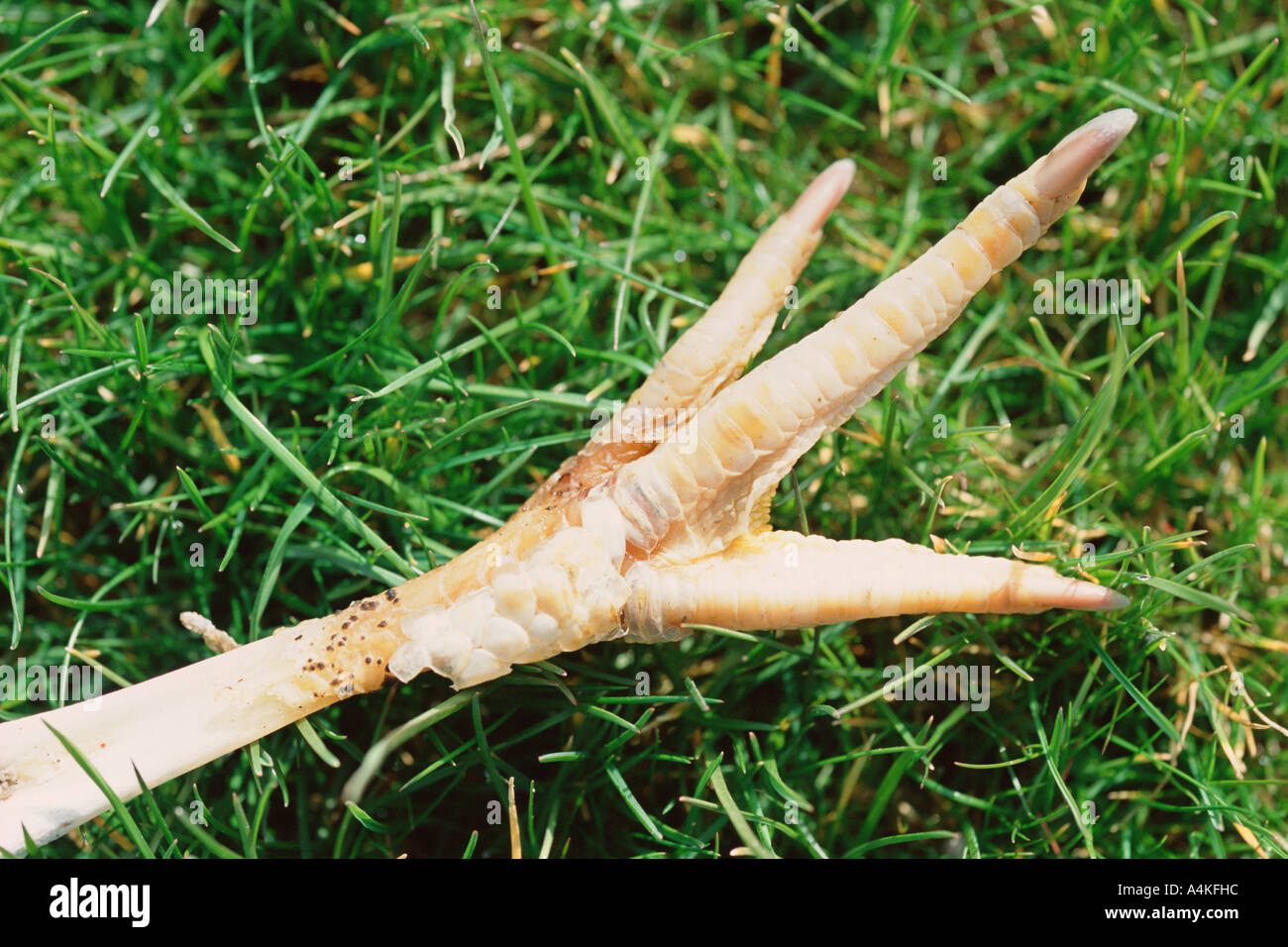 Chicken Foot Stock Photos & Chicken Foot Stock Images - Alamy