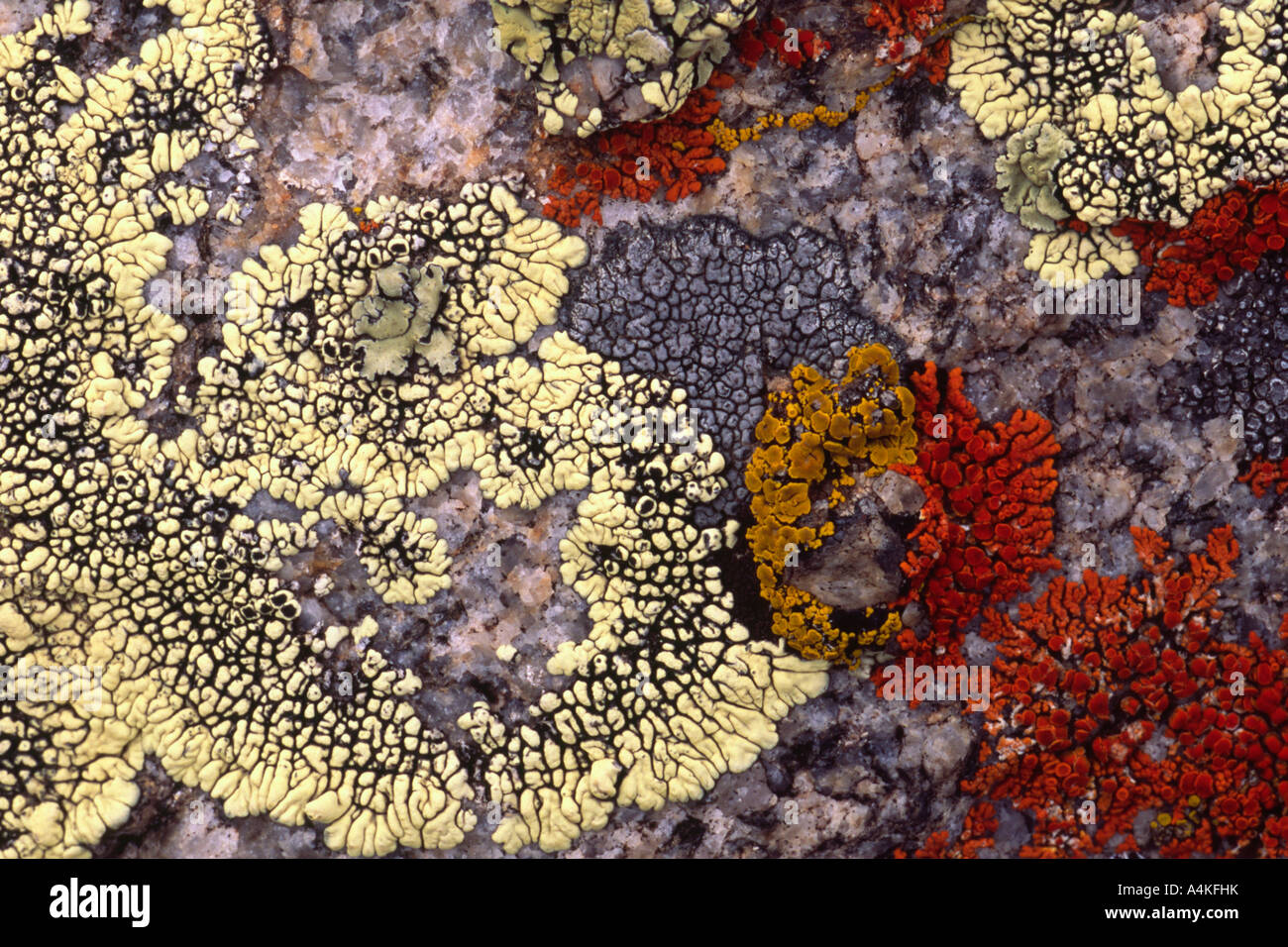 Lichen close up detail Stock Photo - Alamy