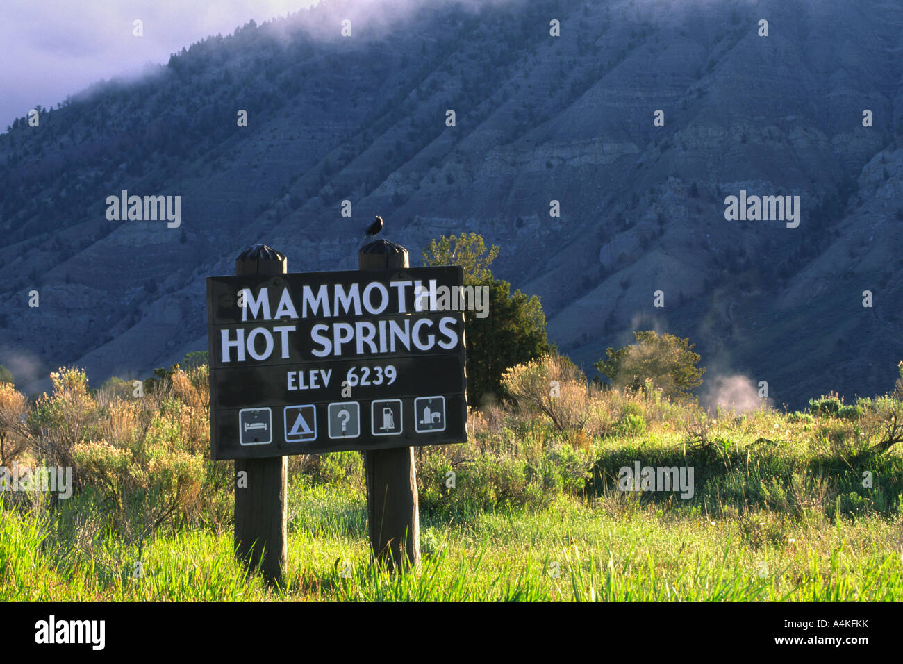 Tourist information sign at Mammoth Hot Springs with bird perched on ...