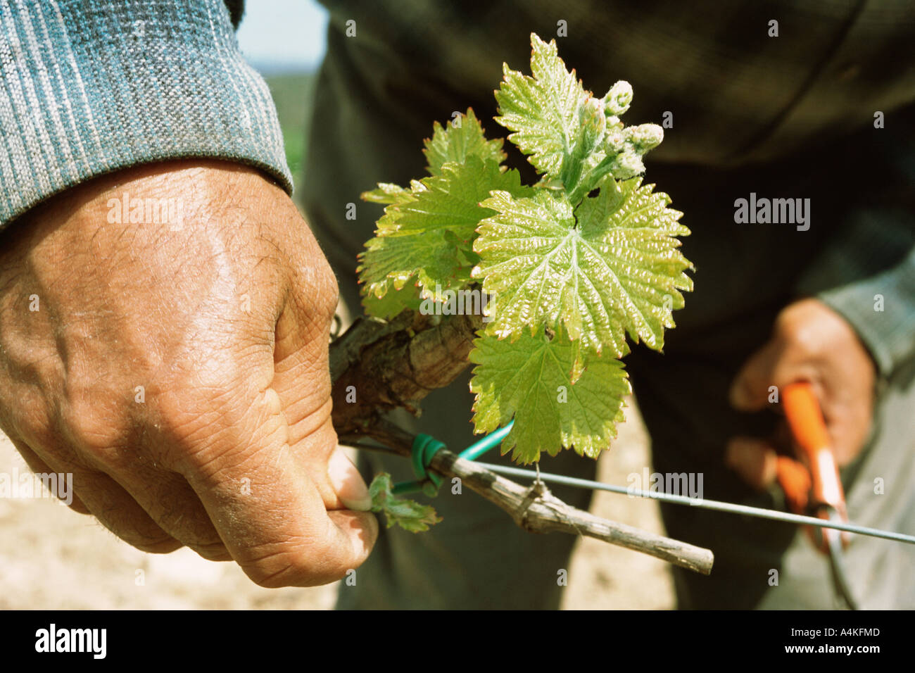 Tying of vine hi-res stock photography and images - Alamy