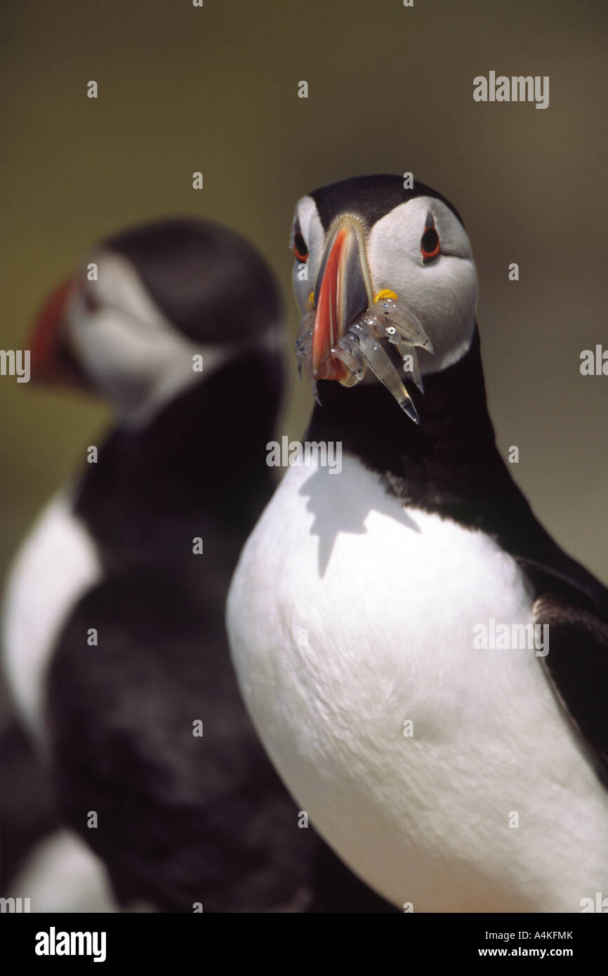 Two eels in beak hi-res stock photography and images - Alamy