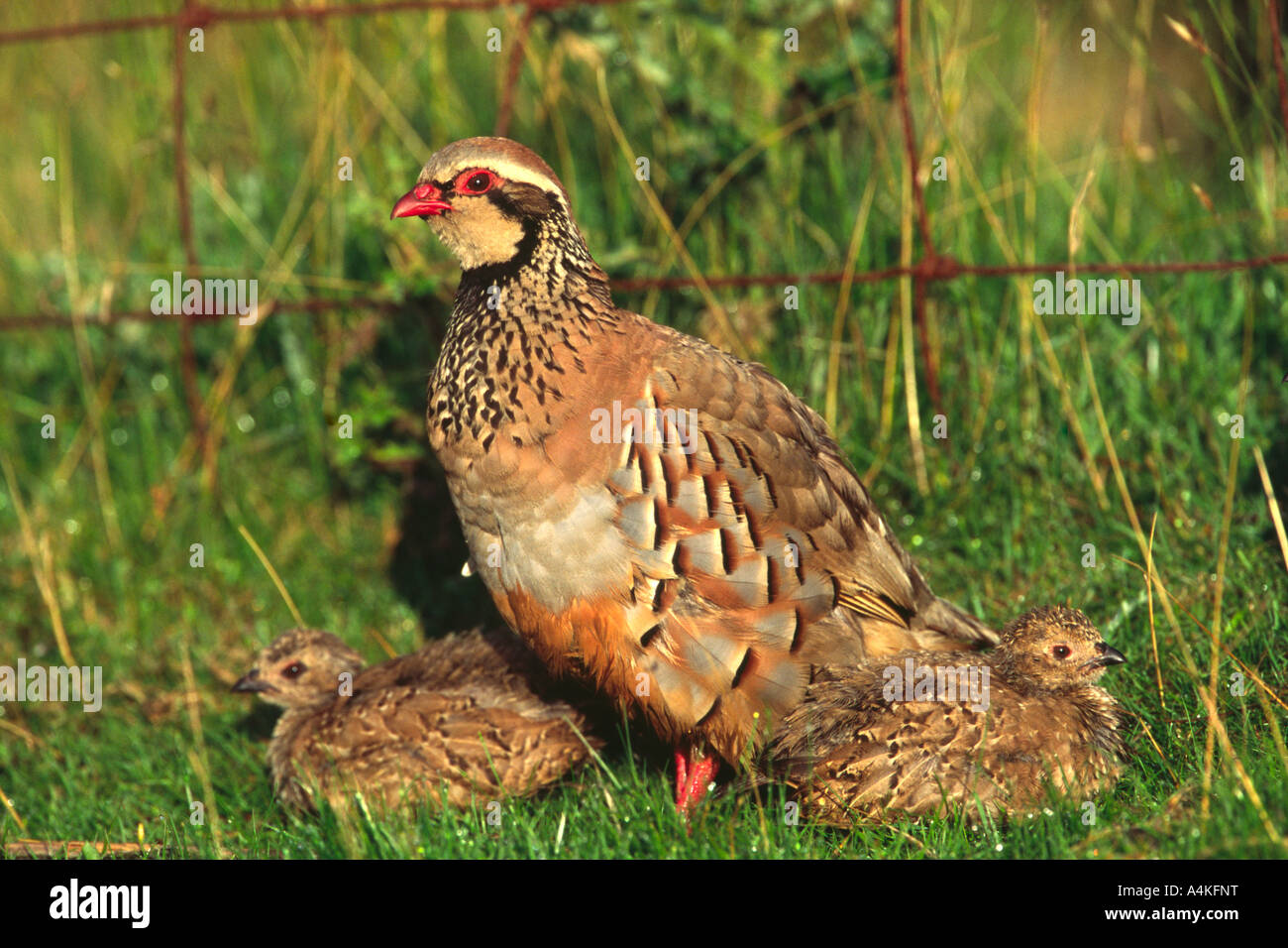 Multi coloured chicks hi-res stock photography and images - Alamy