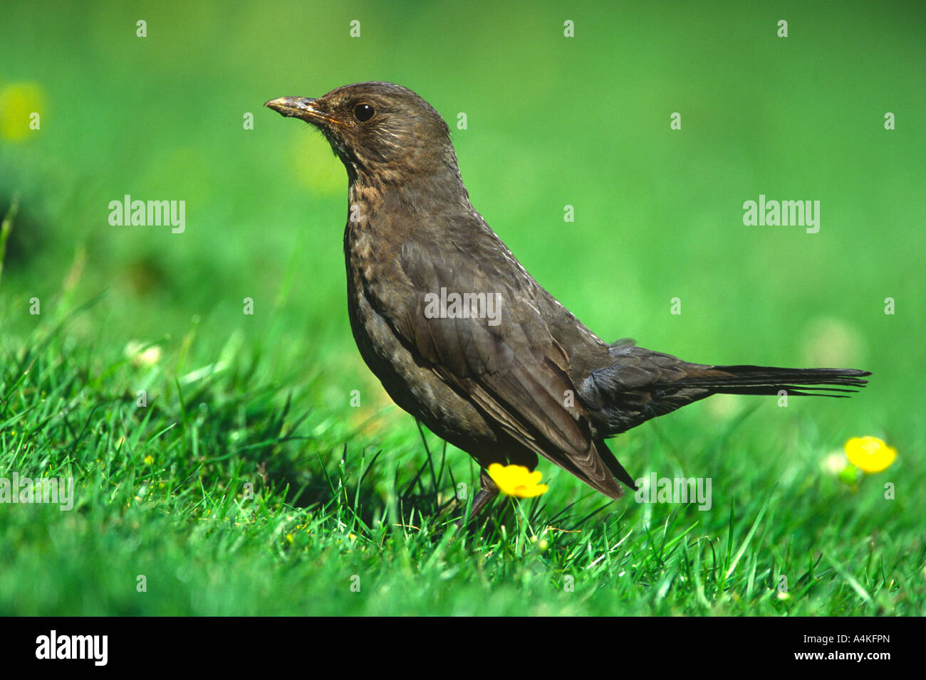 Blackbird Turdus merula female sunning to rid itself of parasites and ...