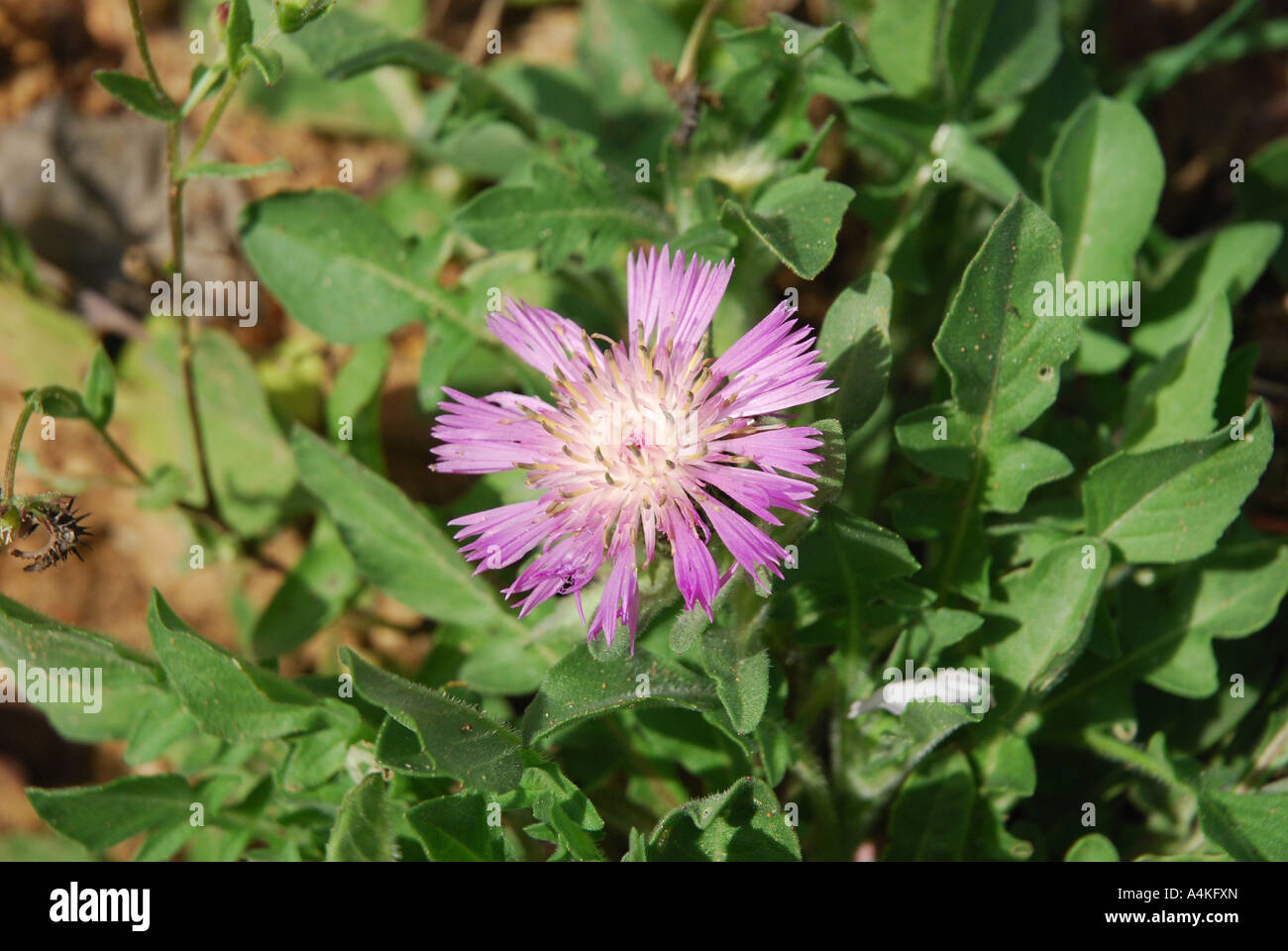 Algarve Asteraceae High Resolution Stock Photography and Images - Alamy