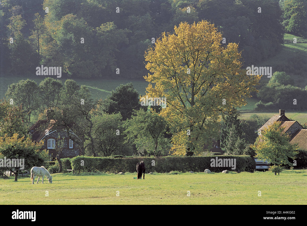 Horses in the sunny English countryside at Bradenham Stock Photo - Alamy