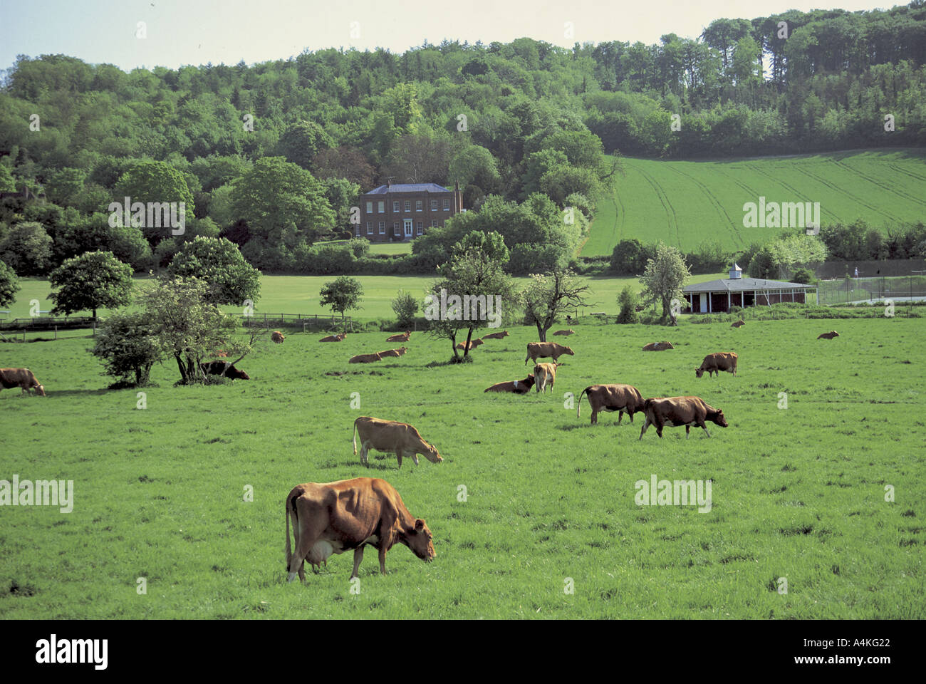 Guernsey cows in field at Hambleden Stock Photo - Alamy