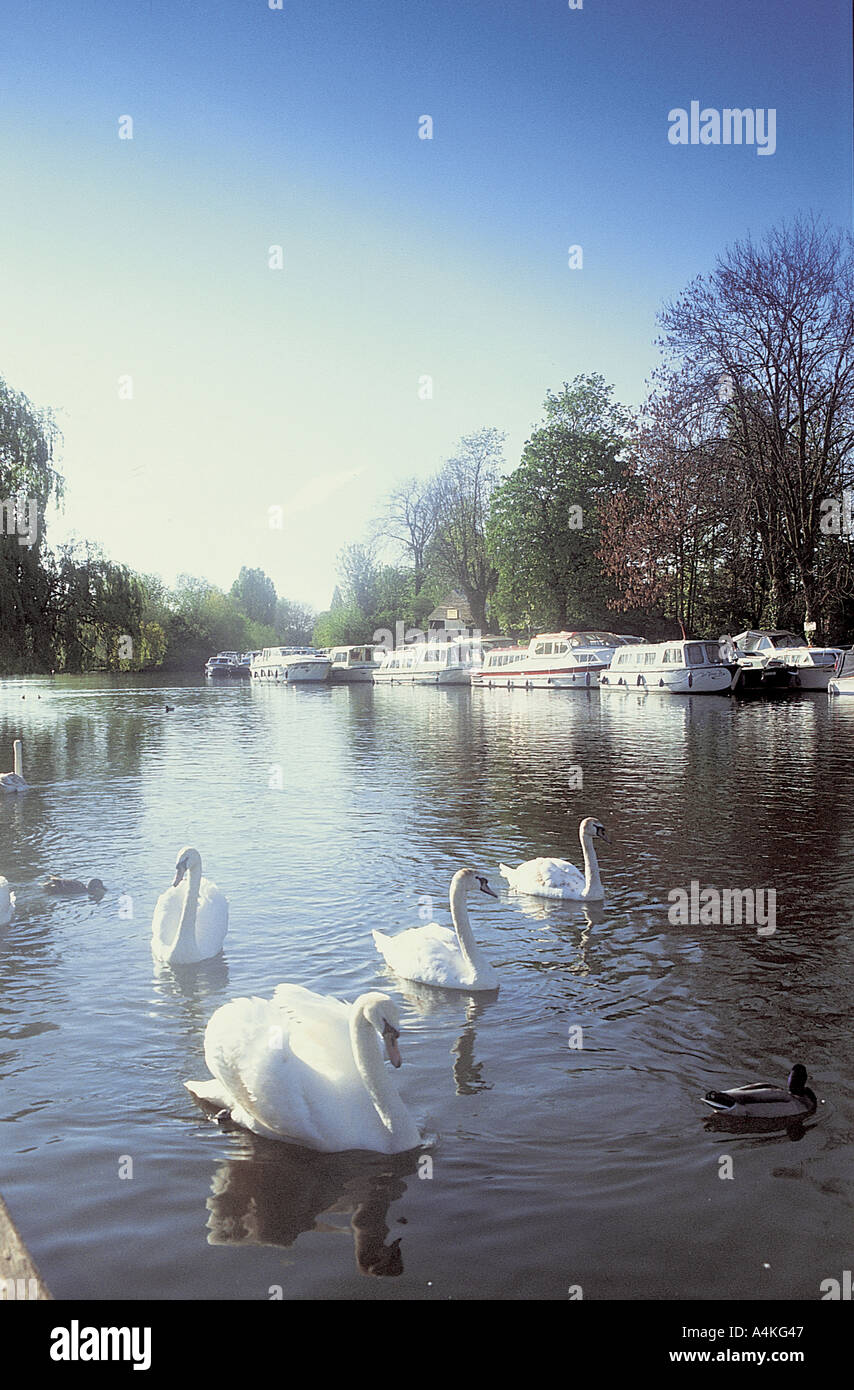 Swan river thames hi-res stock photography and images - Alamy