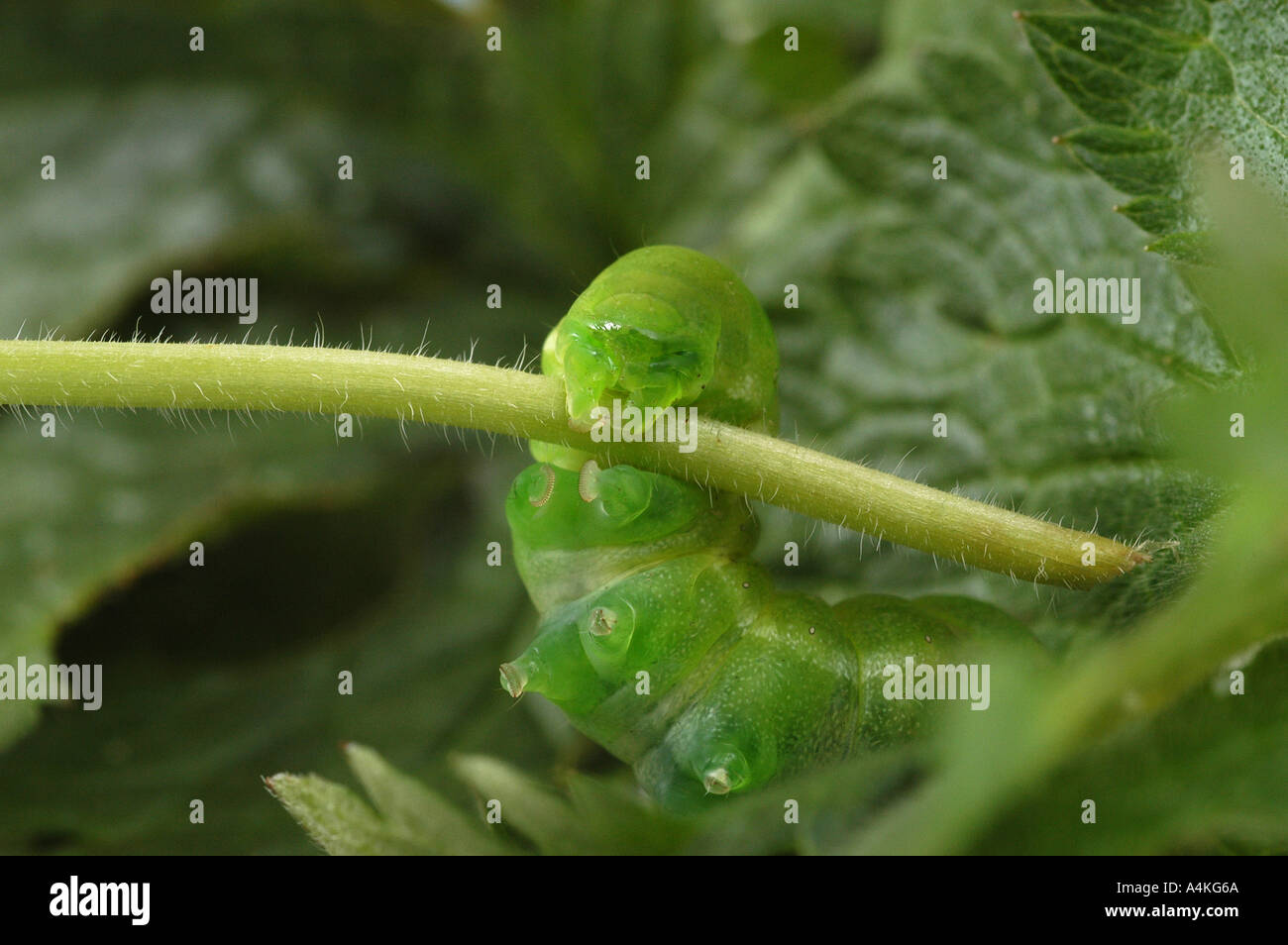 Leaves greenery leaf insect pest hi-res stock photography and images ...