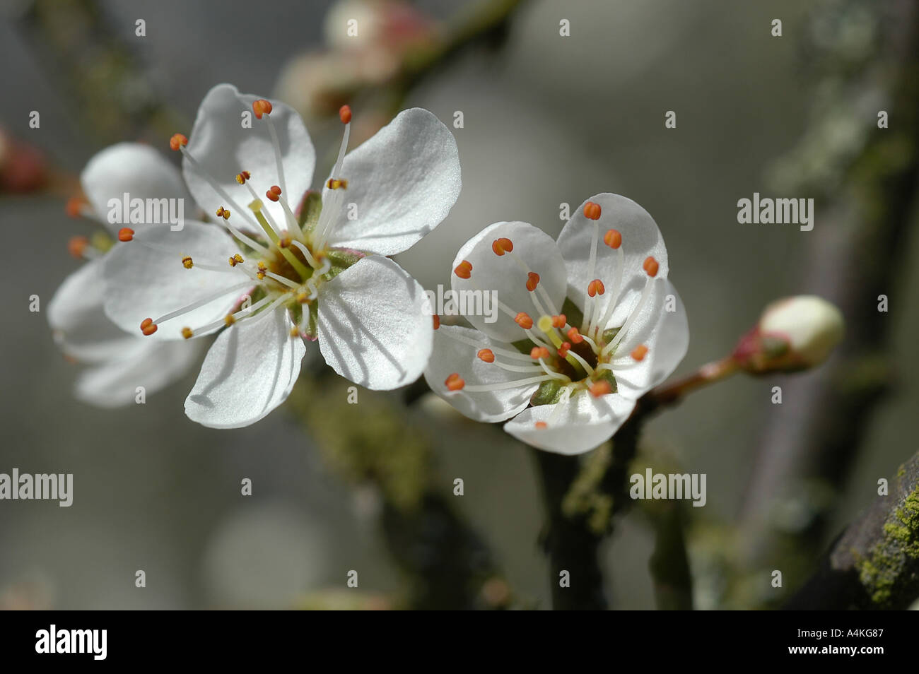 Has hawthorn hi-res stock photography and images - Alamy