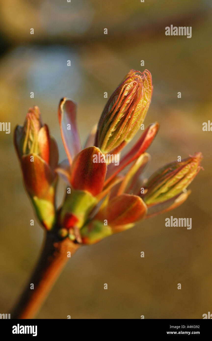 Budding Sycamore High Resolution Stock Photography and Images - Alamy