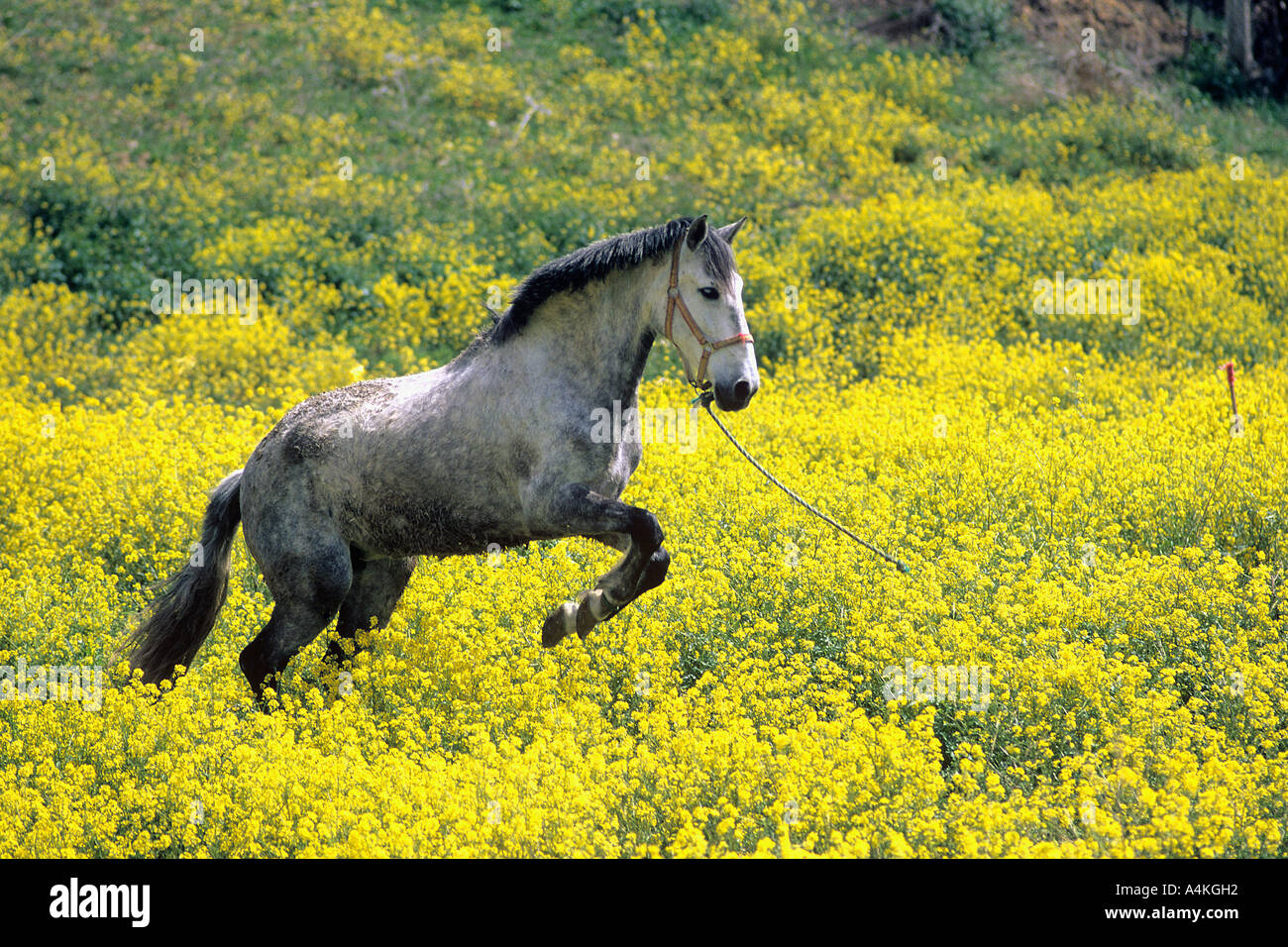 Restrained horse hi-res stock photography and images - Alamy