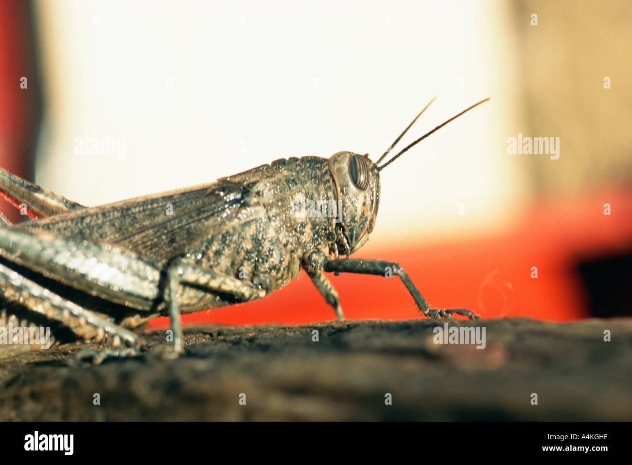 Locusts images hi-res stock photography and images - Alamy
