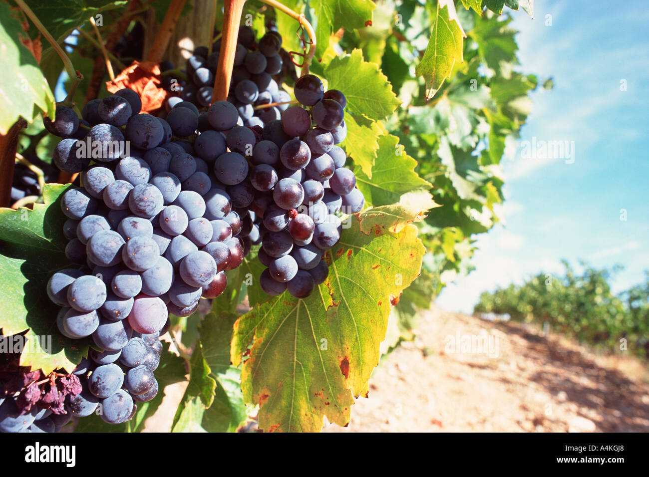 Garnacha vine hi-res stock photography and images - Alamy