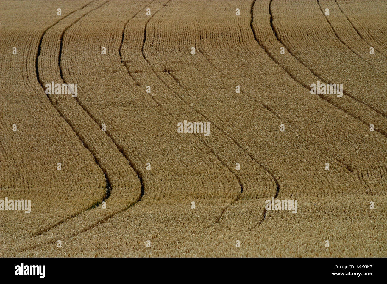 Wheat plantings hi-res stock photography and images - Alamy