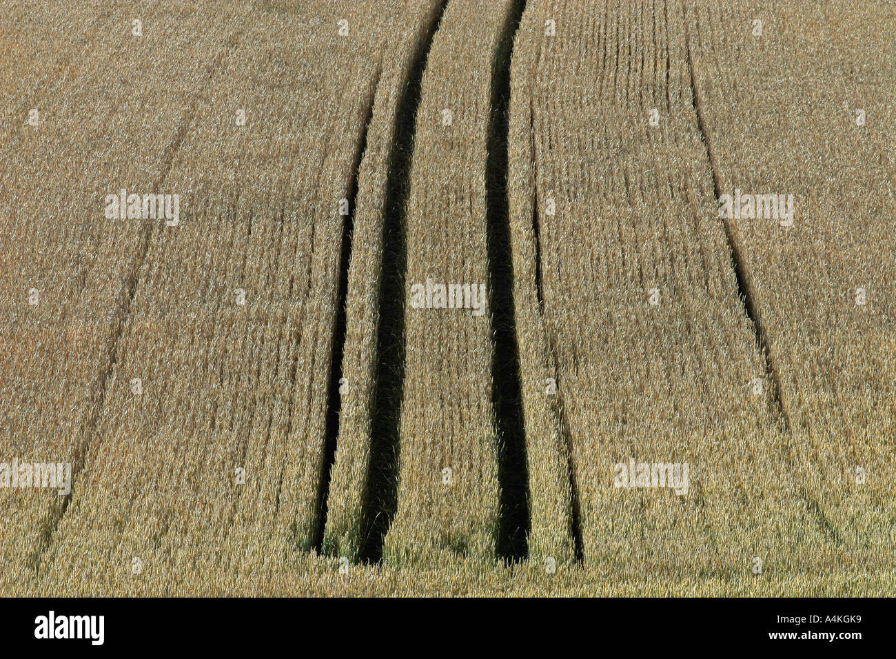 Wheat plantings hi-res stock photography and images - Alamy