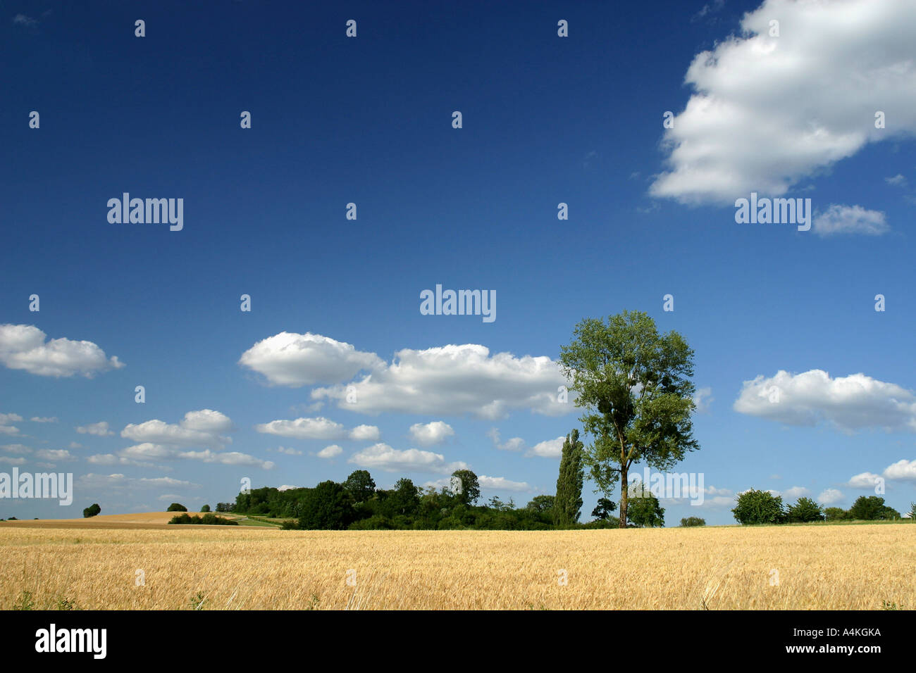 Wheat plantings hi-res stock photography and images - Alamy