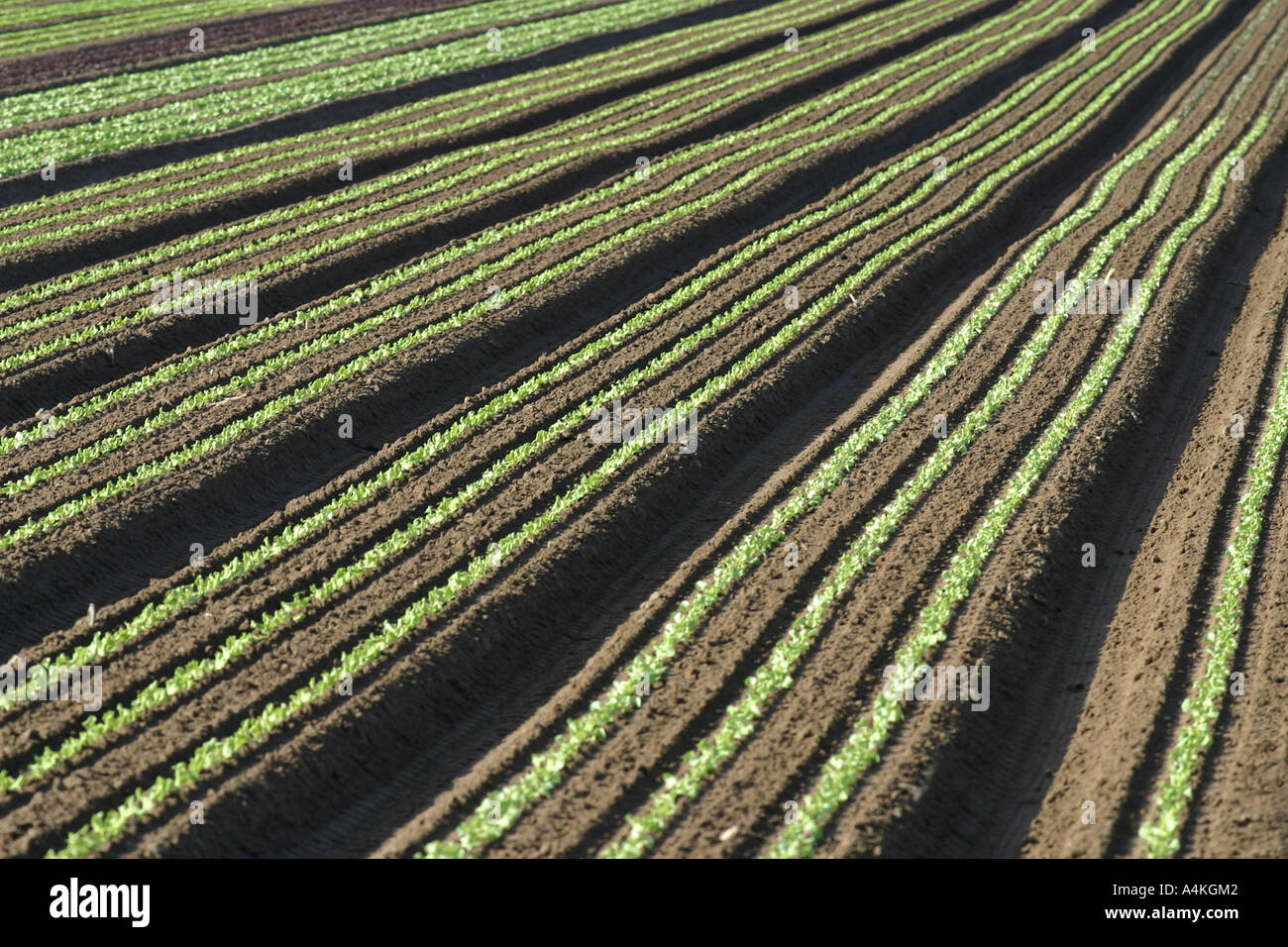 Lettuce plantings hi-res stock photography and images - Alamy