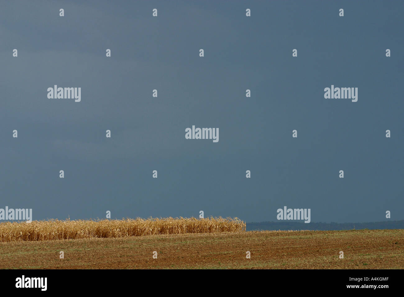 Wheat plantings hi-res stock photography and images - Alamy