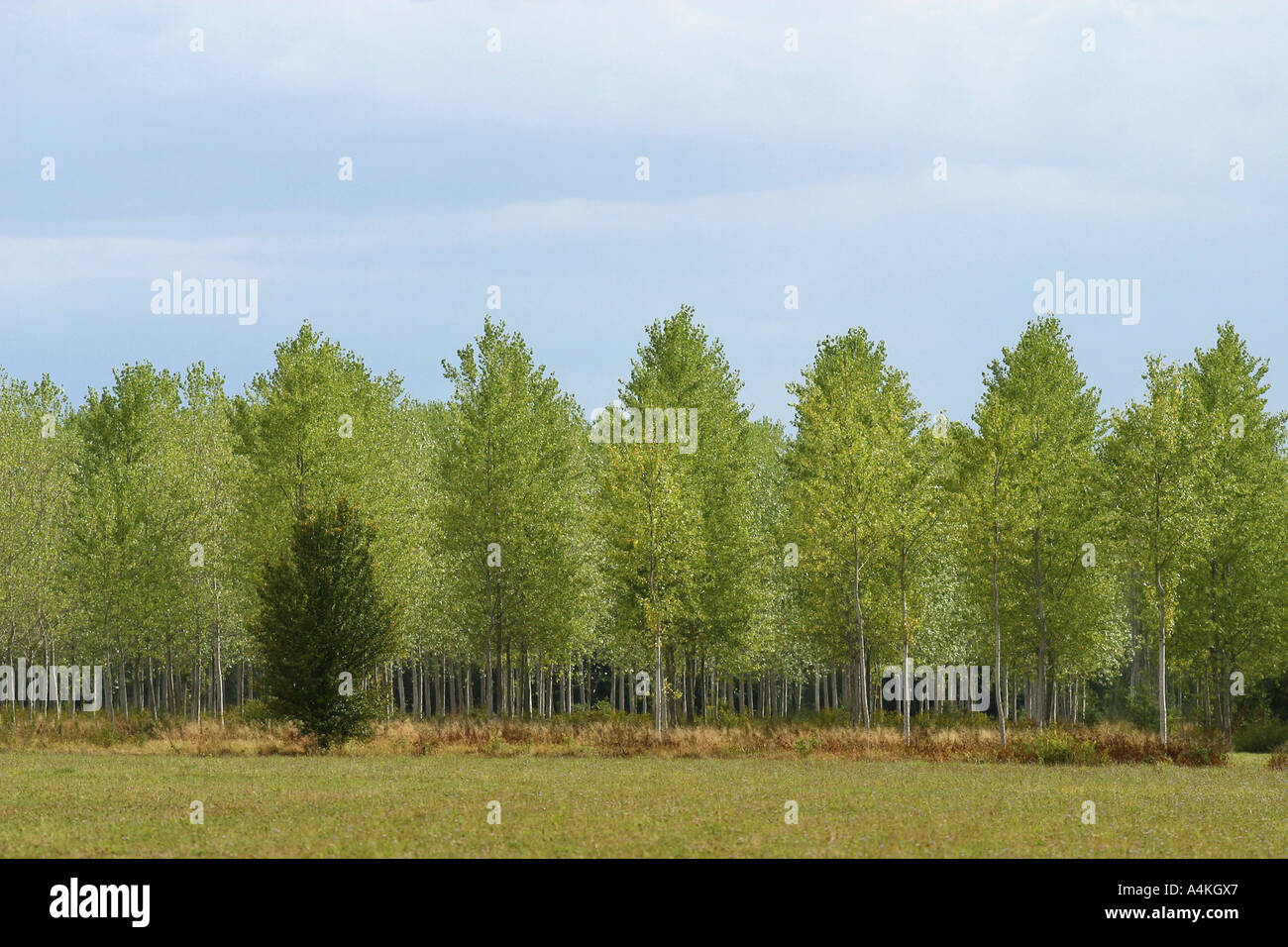 Poplar forests hi-res stock photography and images - Alamy
