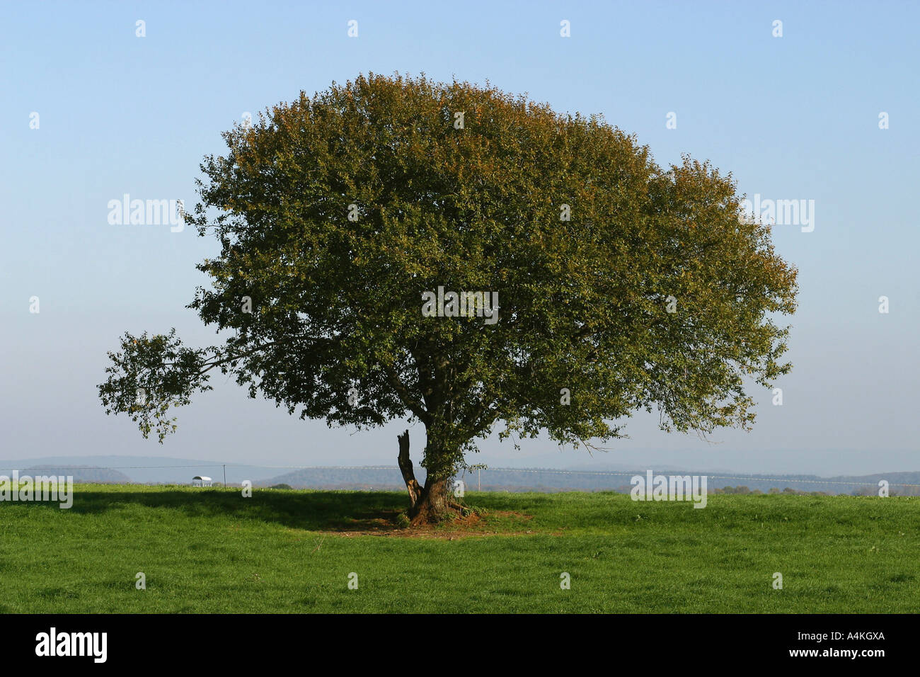Strange single tree hi-res stock photography and images - Alamy