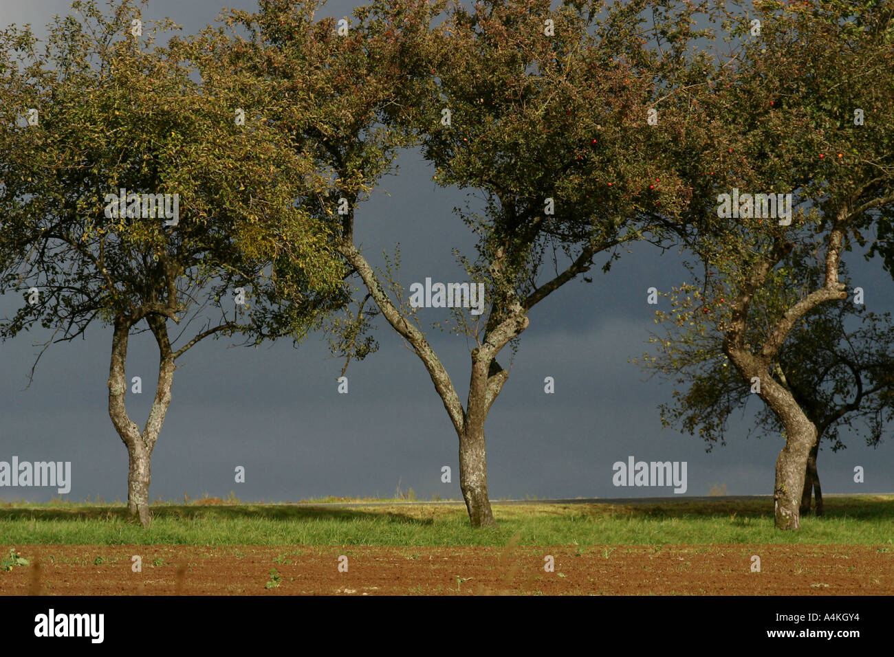 Apple orchards france hi-res stock photography and images - Alamy