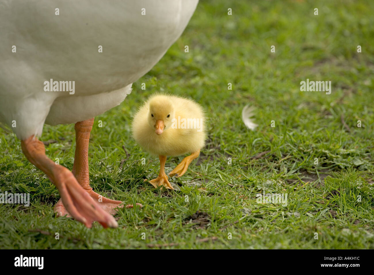 Learning by seeing hi-res stock photography and images - Alamy