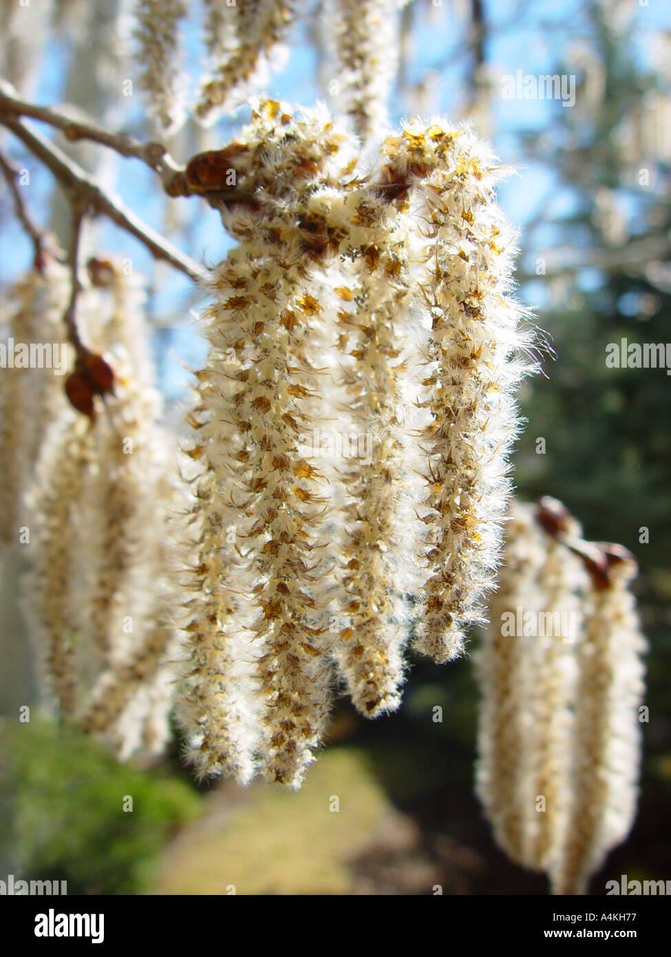 Populus tremula catkin hi-res stock photography and images - Alamy