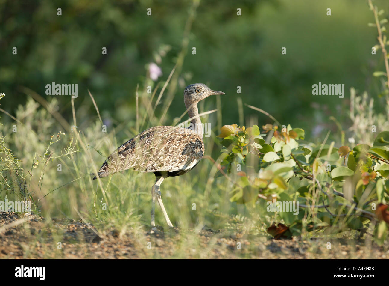Denham's Bustard / Stanley's Bustard - Neotis denhami Stock Photo - Alamy