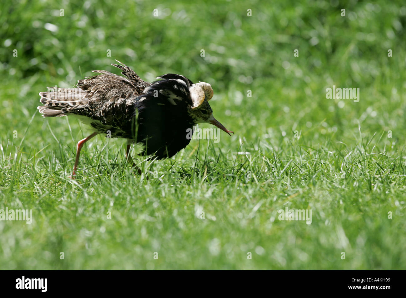 Ruff running on the ground - Philomachus pugnax Stock Photo - Alamy