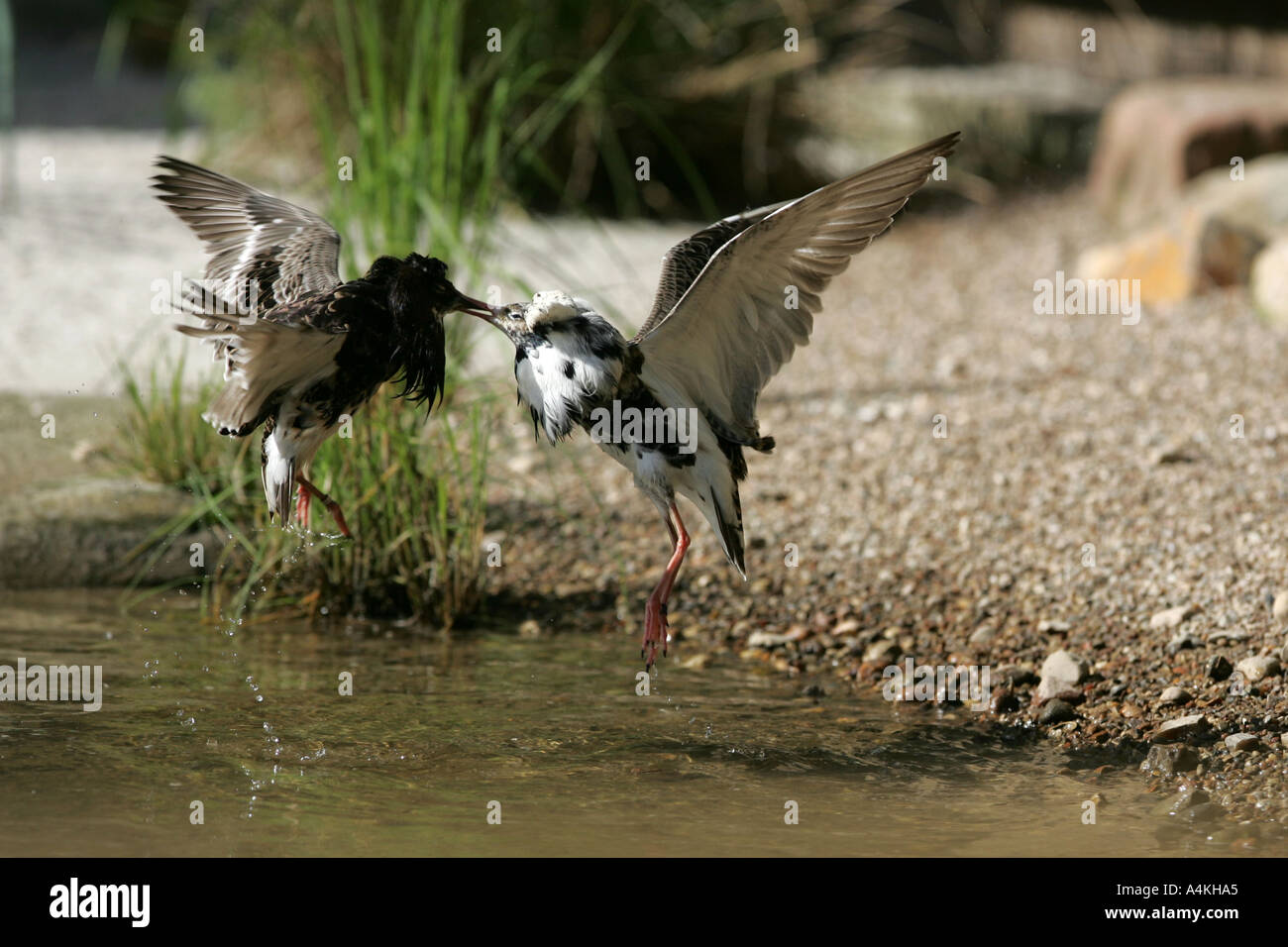 two Ruff birds fighting - Philomachus pugnax Stock Photo - Alamy
