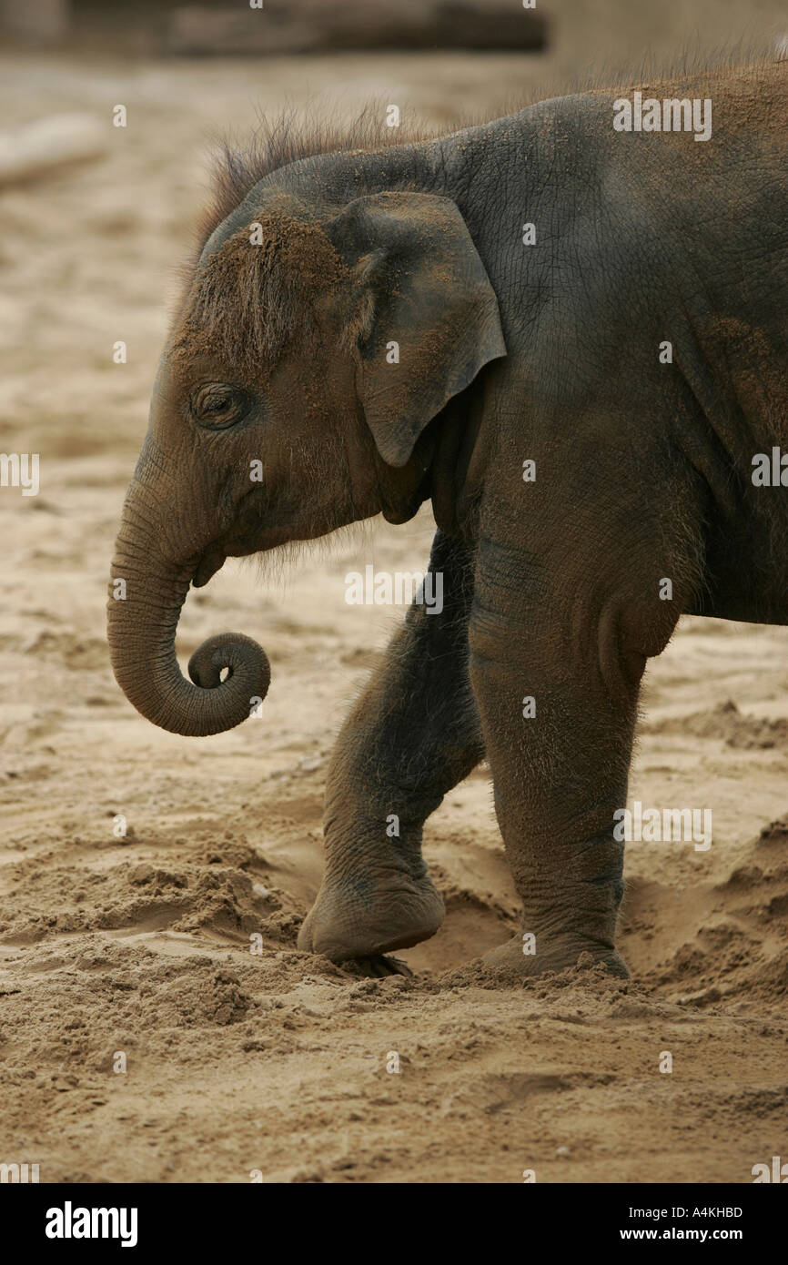 Indian elephant baby - Elephas maximus Stock Photo - Alamy