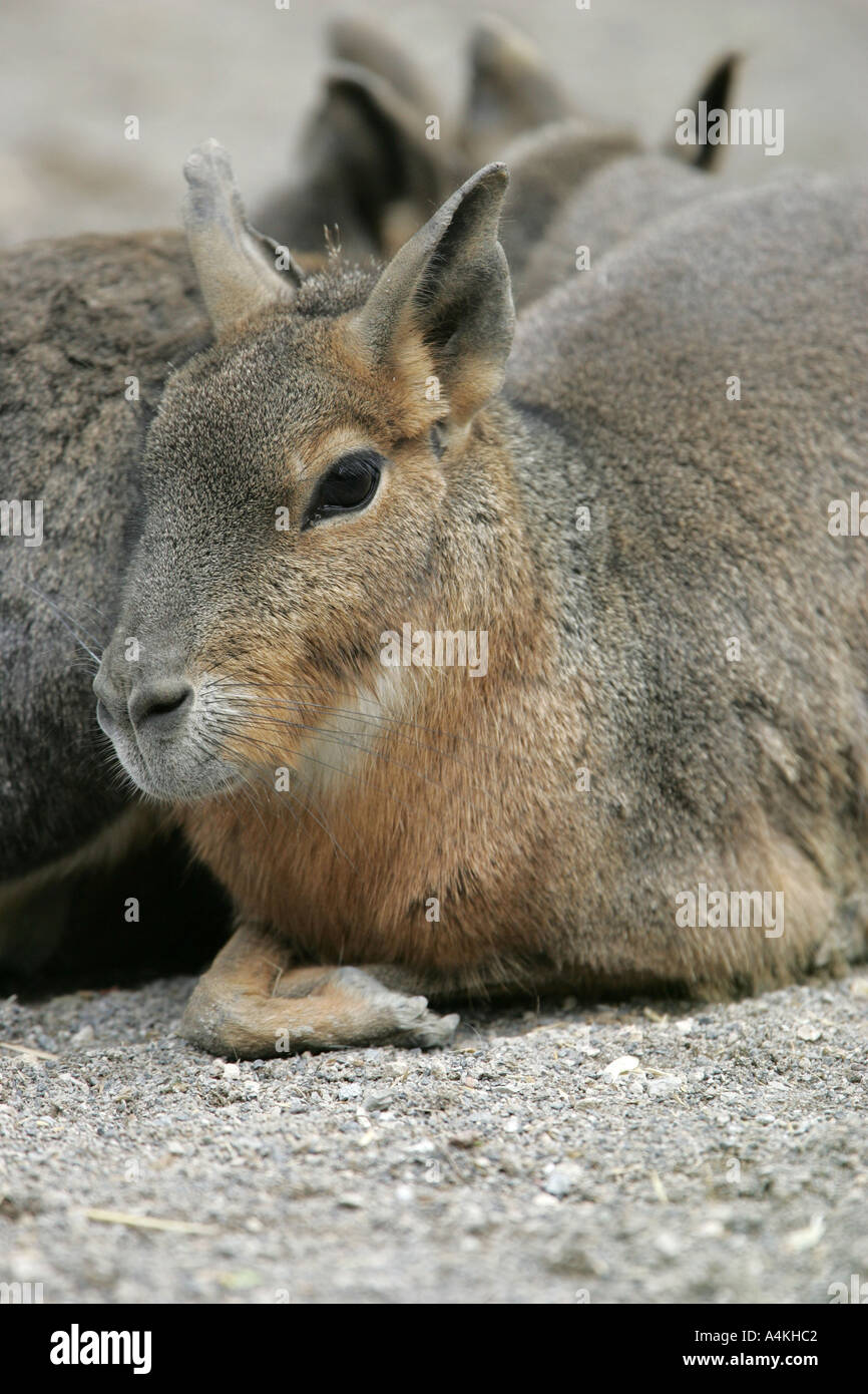 Maras Animal Stock Photos & Maras Animal Stock Images - Alamy