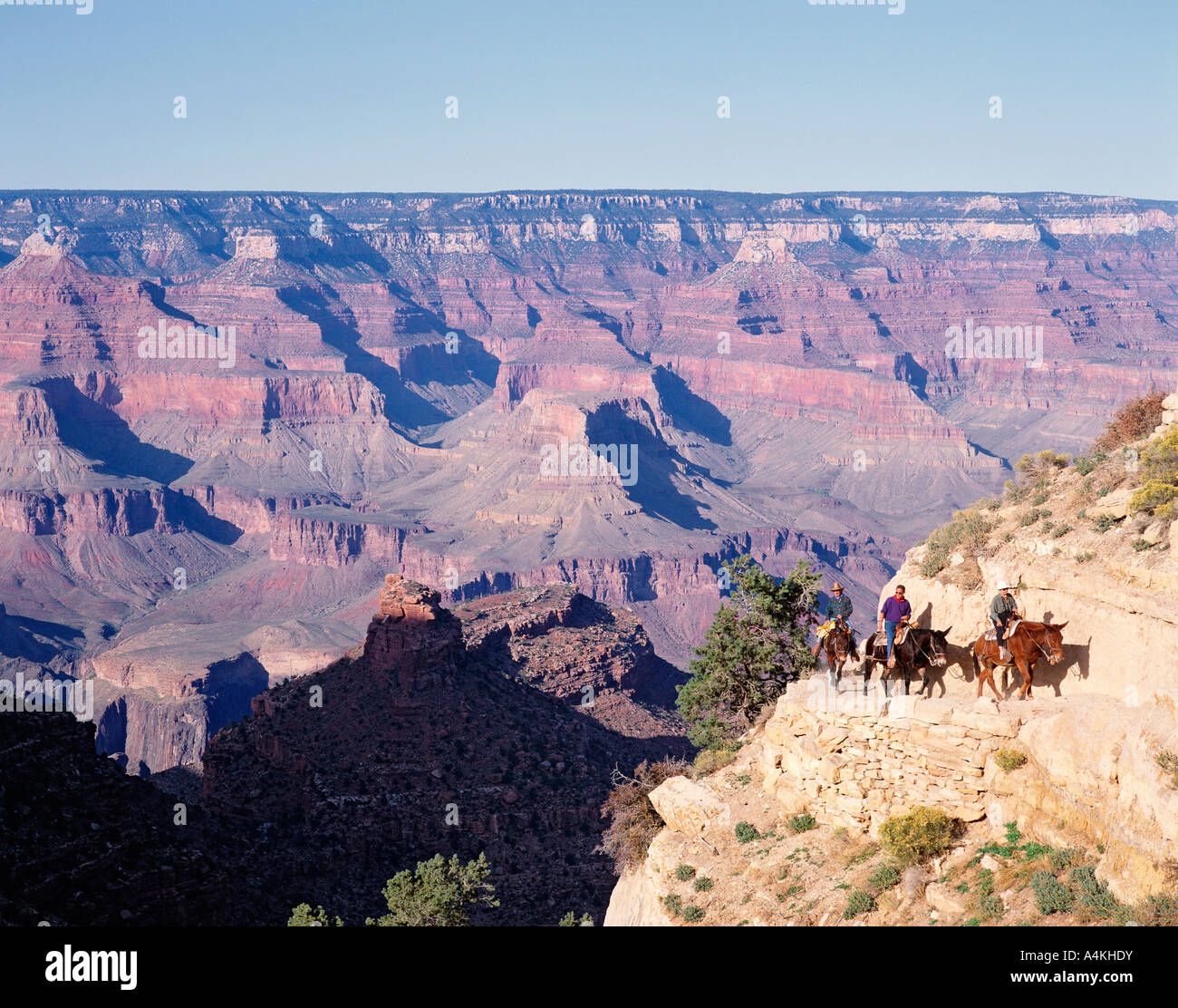 USA ARIZONA GRAND CANYON MULE TRAIN BRIGHT ANGEL TRAIL Stock Photo - Alamy