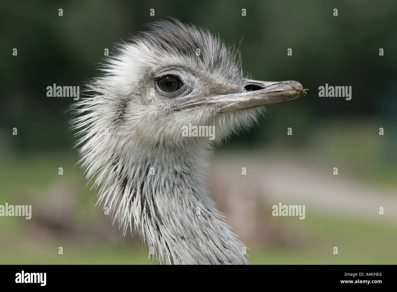 head of American Rhea or Common Rhea - Rhea americana Stock Photo - Alamy