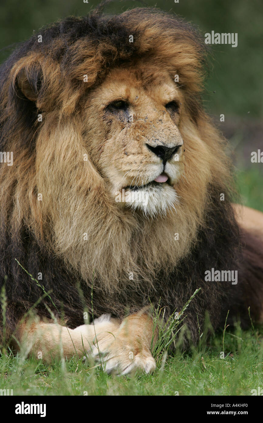 Big old male lion - Panthera leo Stock Photo - Alamy