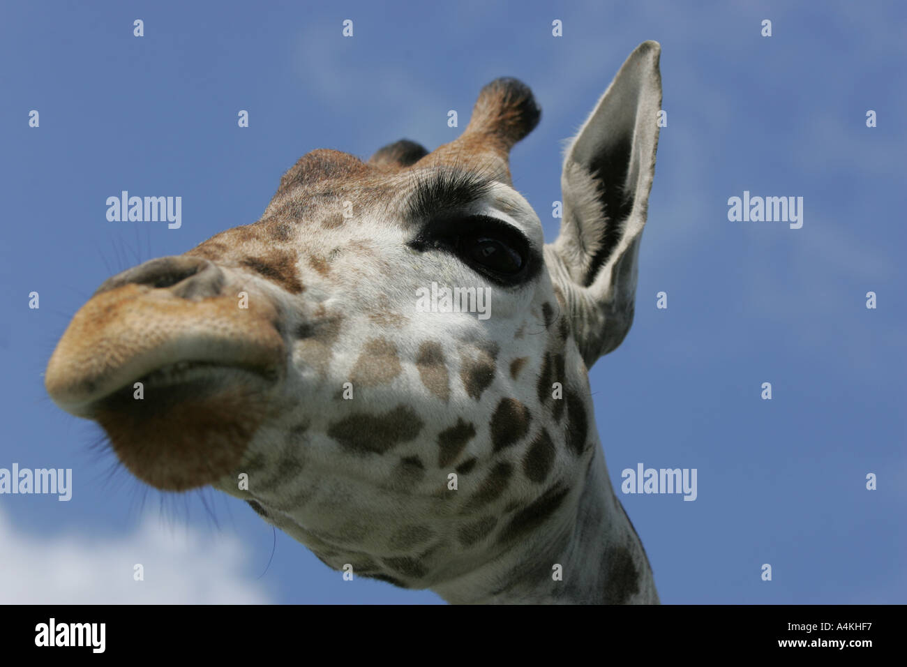 Giraffe s head from unusual perspective Stock Photo - Alamy